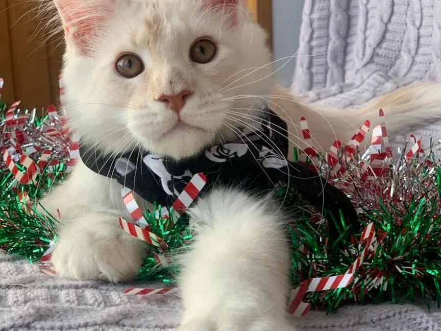 Королевский мейнкун