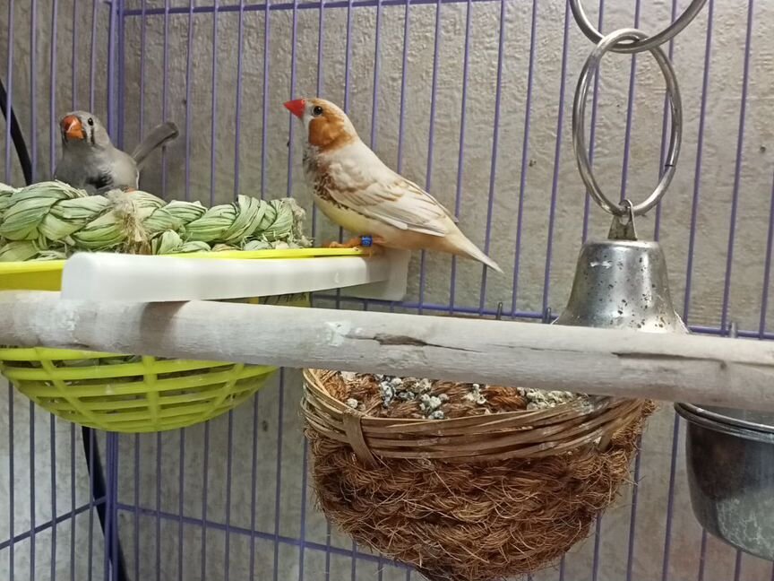 Зебровые амадины