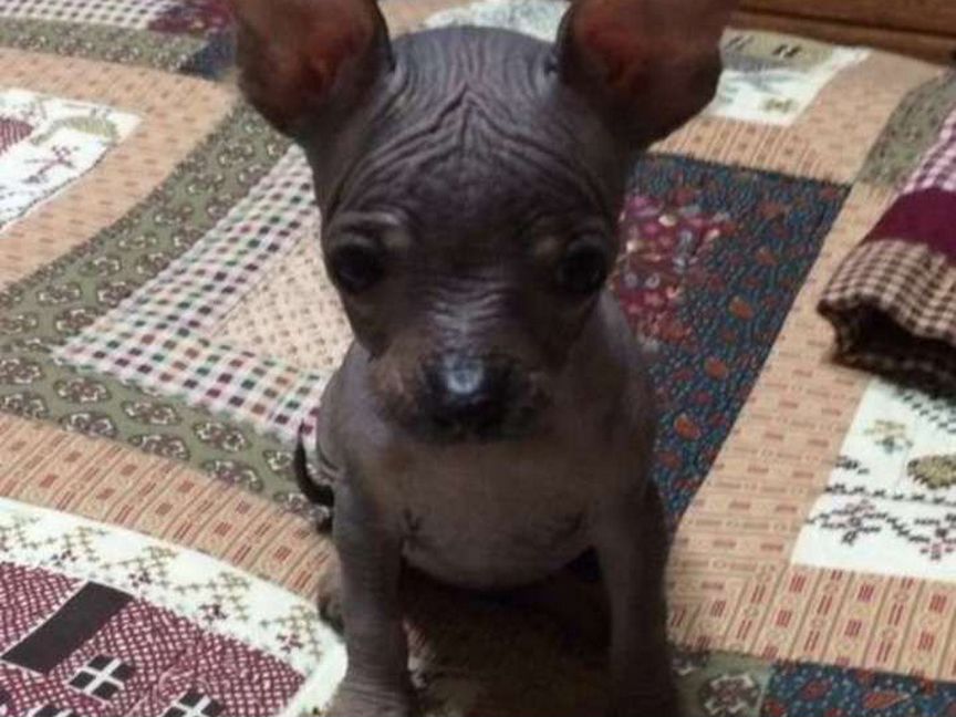 Мальчик кхс