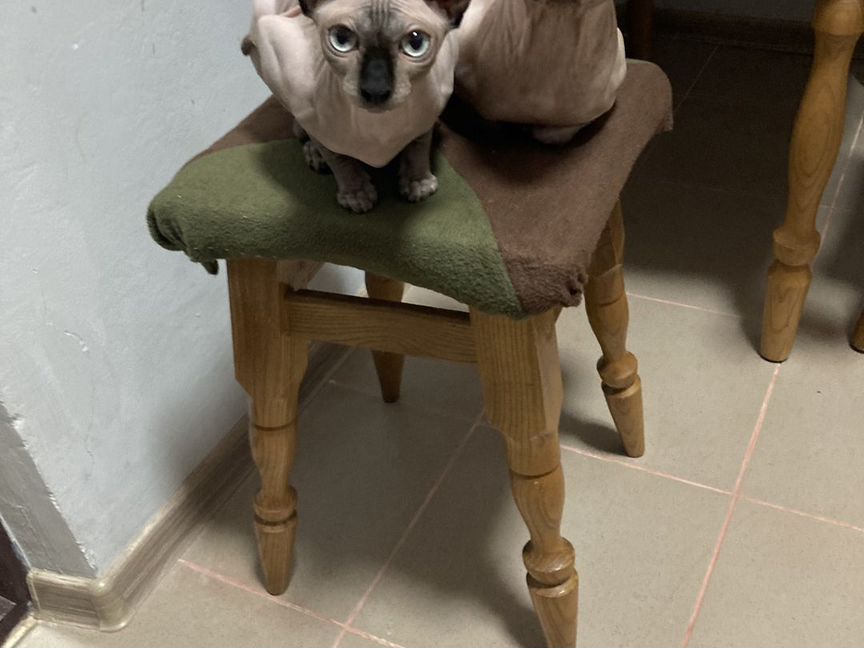 Коты сфинкс, мальчик и девочка
