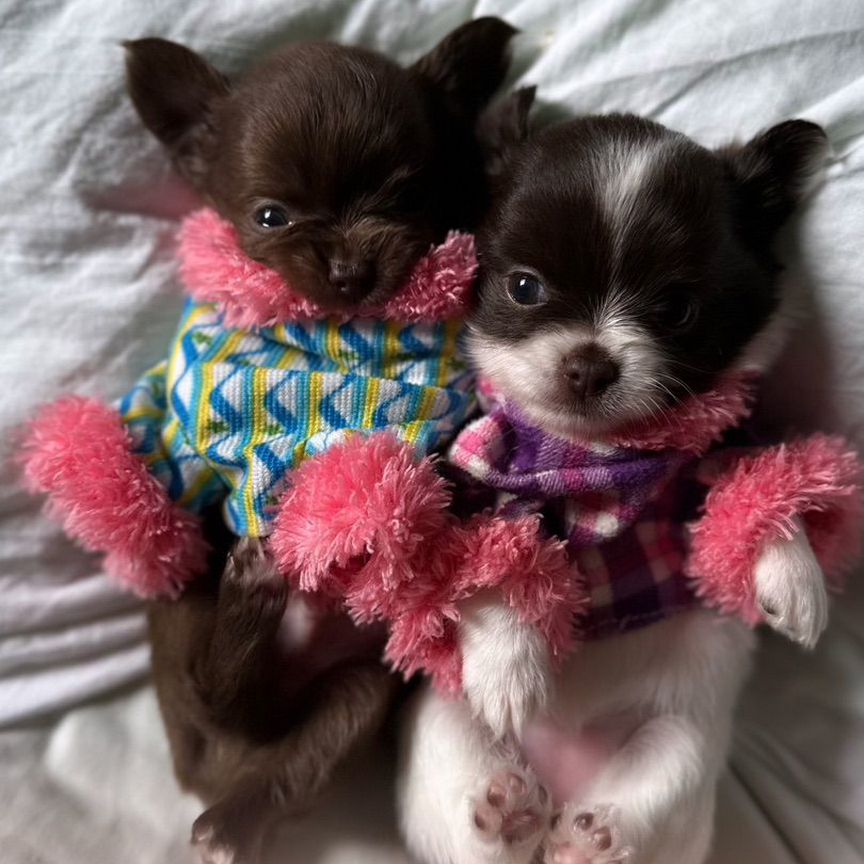 Щенки чихуахуа длинношерстные