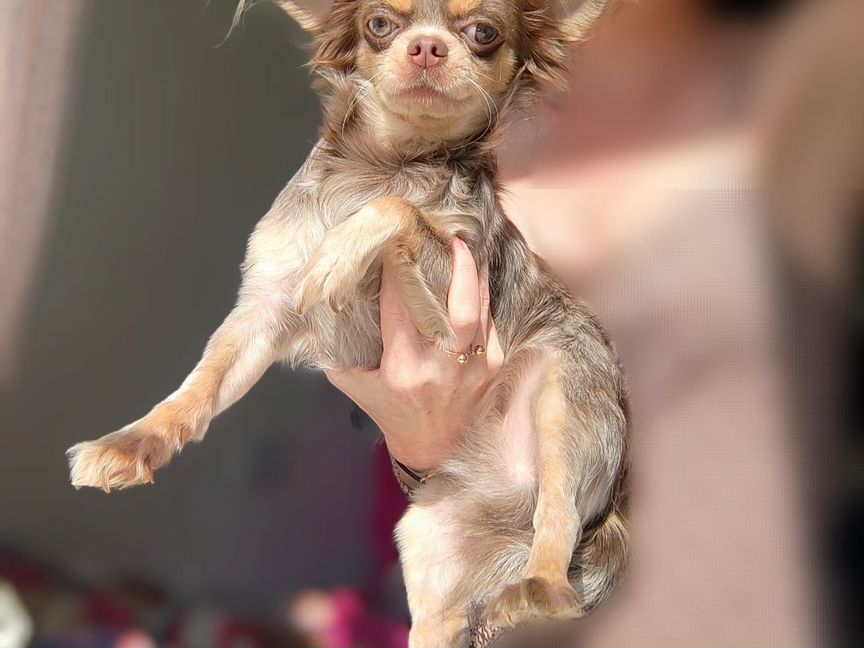 Маленькая собака чихуахуа щенок