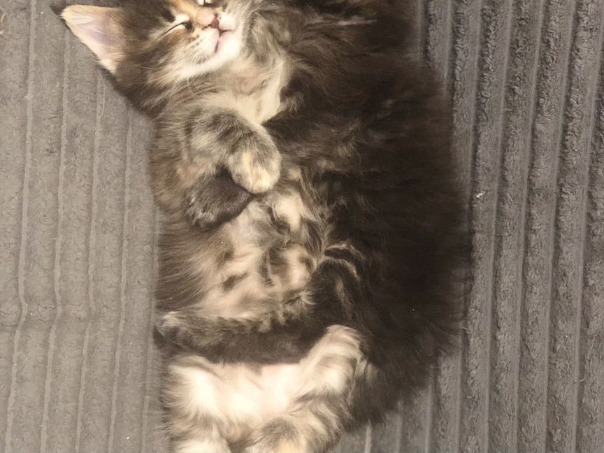 Котята мейн-кун