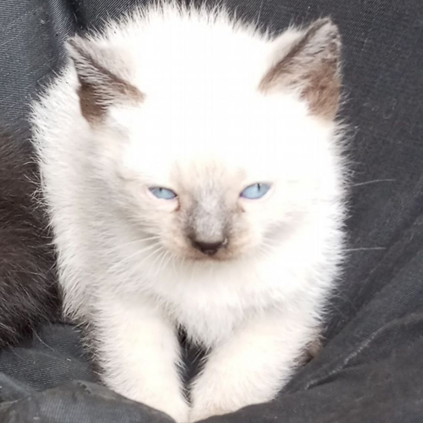 Сиамский котёнок