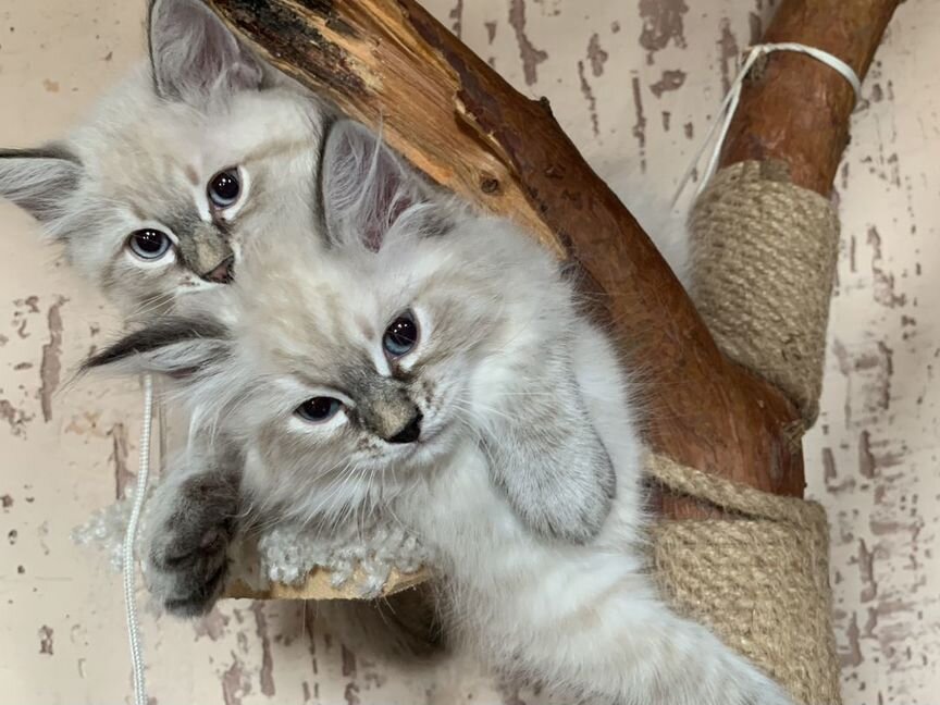 Шикарные породные котята