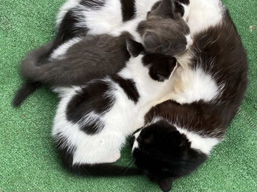Котята-мальчишки, 2 мес