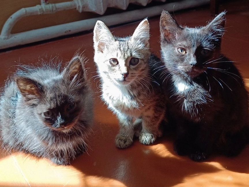 Котята
