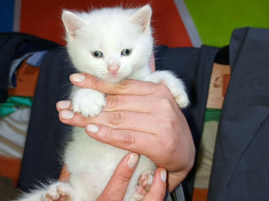 Котята в добрые руки