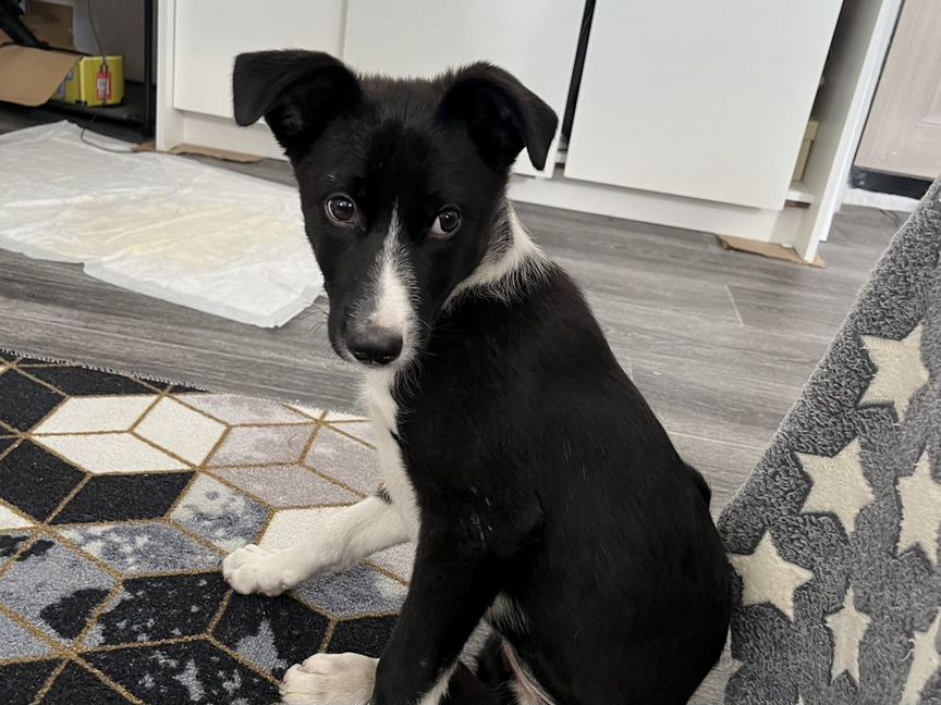 Щенок в добрые руки