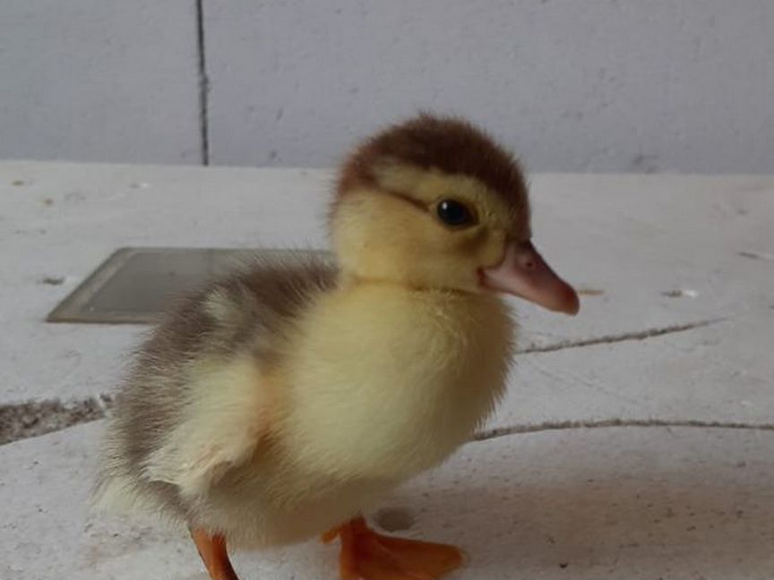 Мускусные утята индоутки