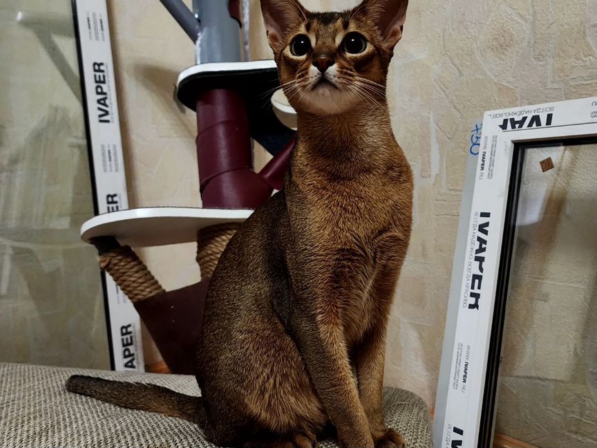 Абиссинский кот
