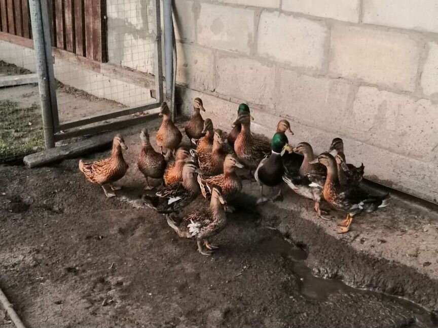 Утки дикие