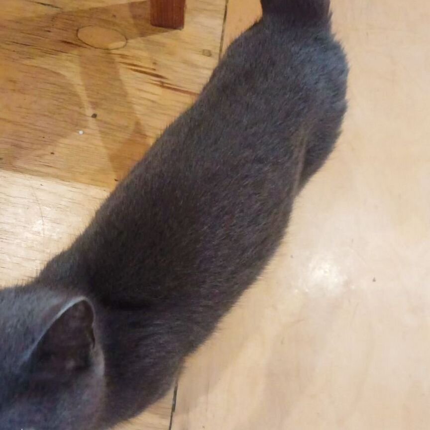 Котятабесплатно