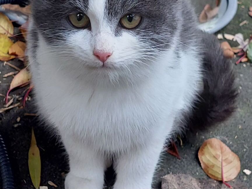 Чудесные котята