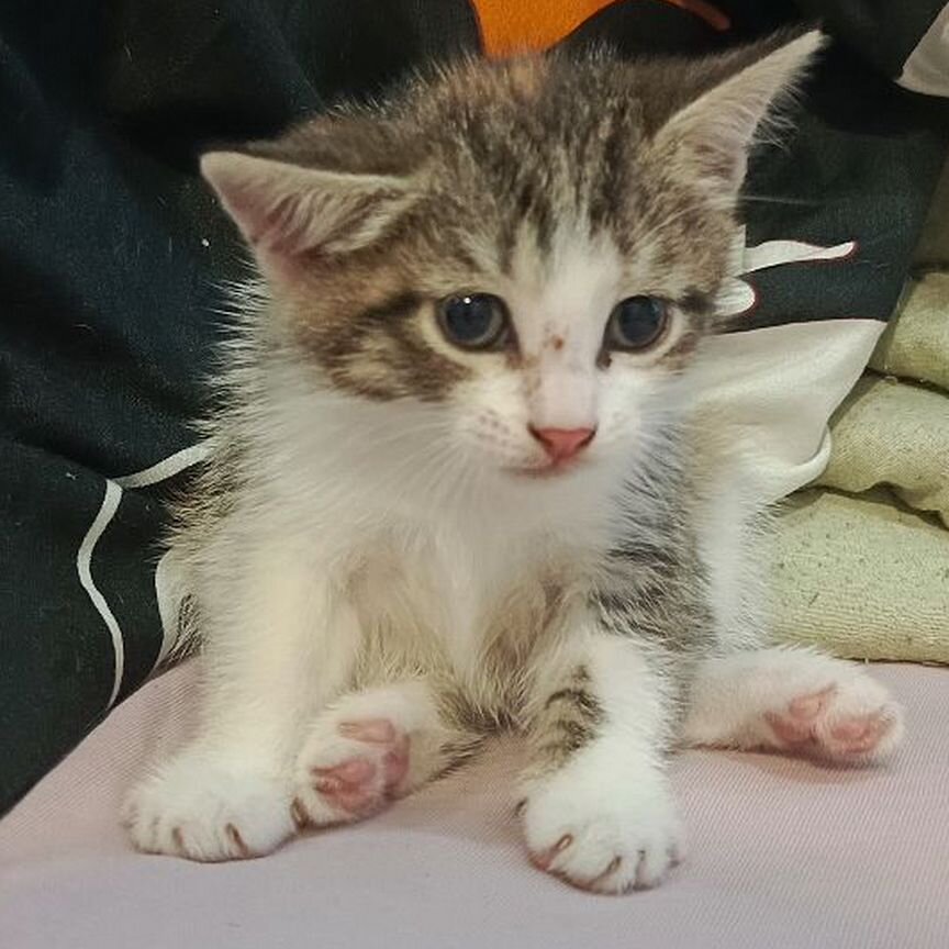 Котёнок в добрые руки
