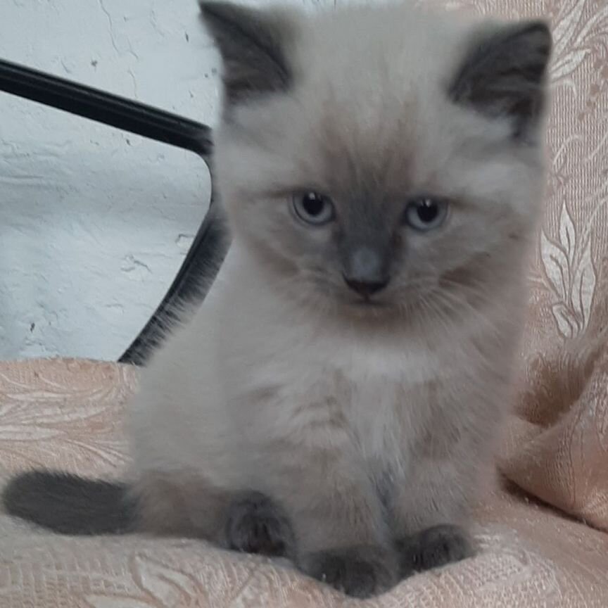 Кошечка