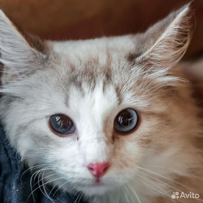 Милый котейка в добрые руки