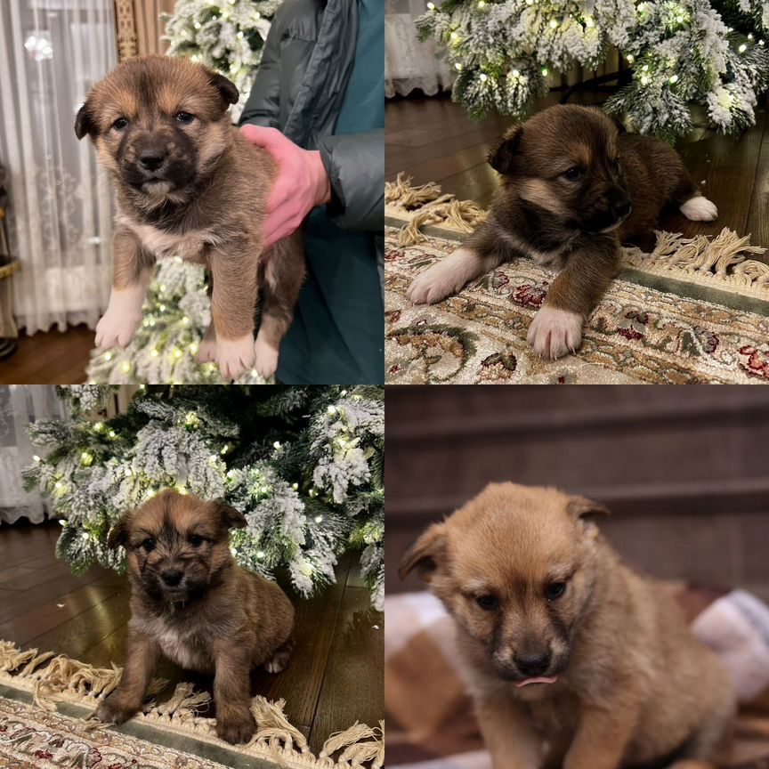 Cибирский хаски и немецкая овчарка щенки