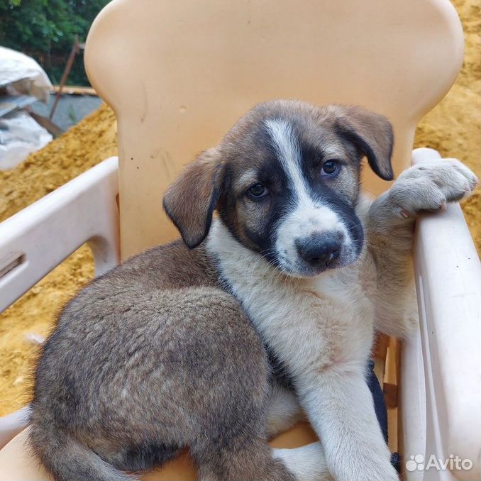 Щенки московской сторожевой