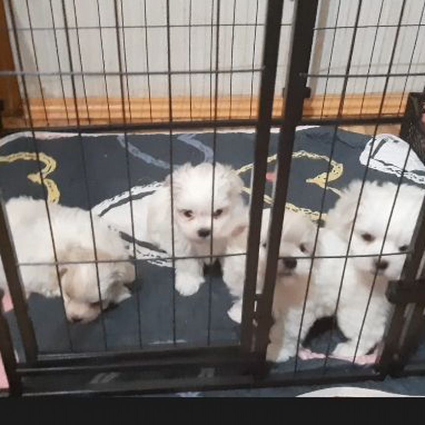 Мальтийская болонка, щенок