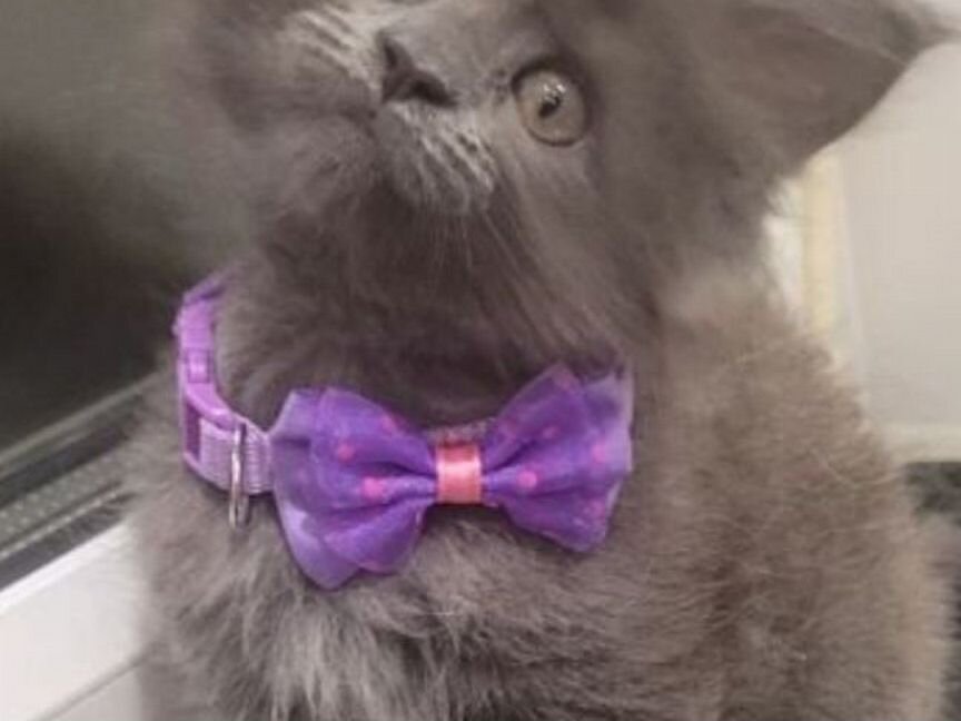 Котята мейн-кун