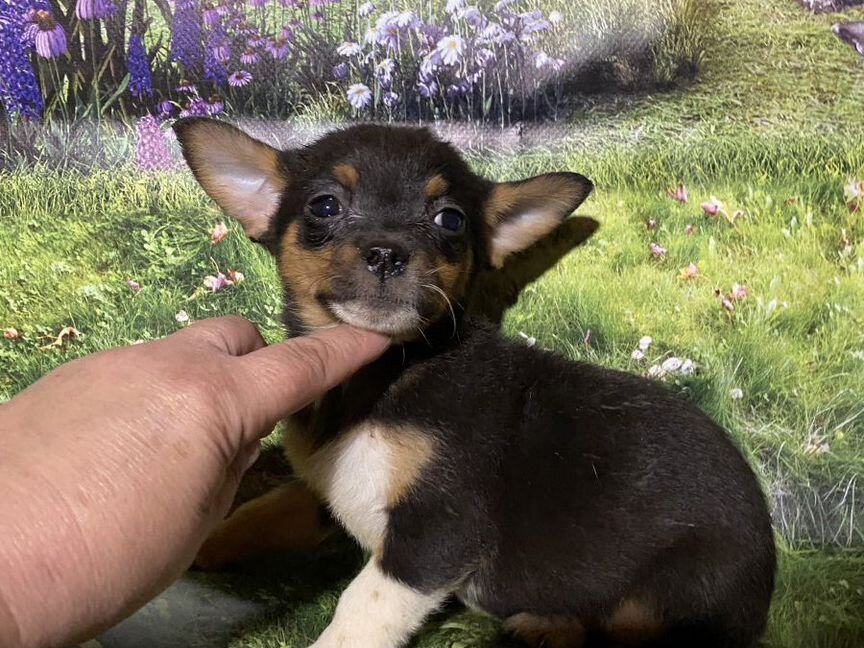 Щенки чихуахуа большой выбор окрасов