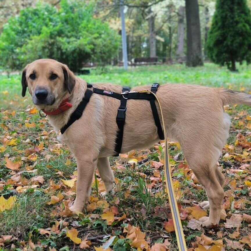 Взрослая собака в добрые руки