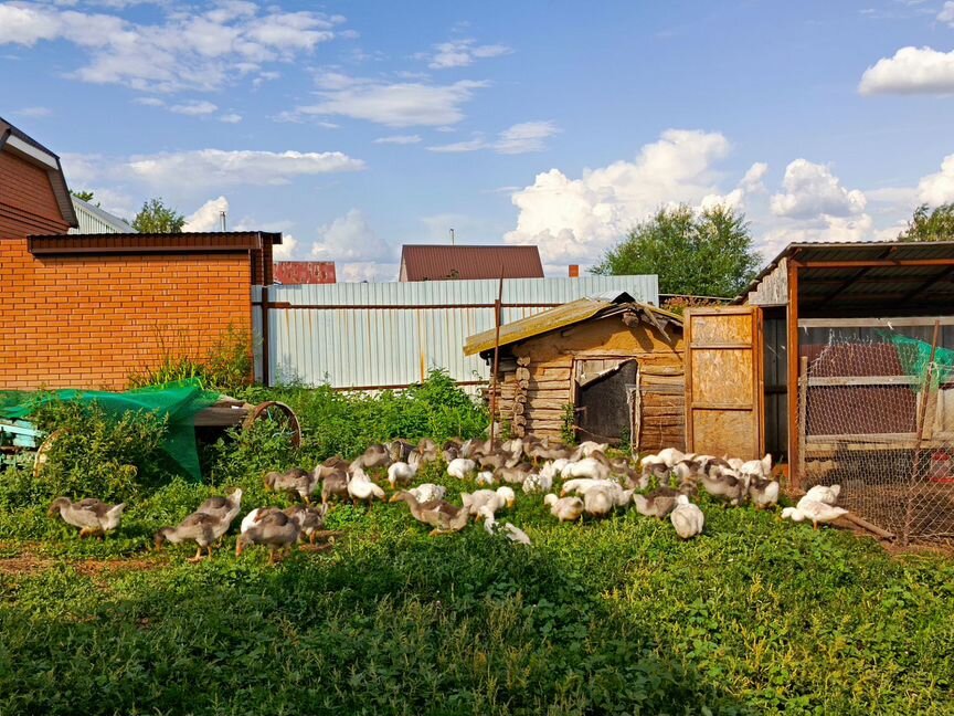 Утки абигель, муларды