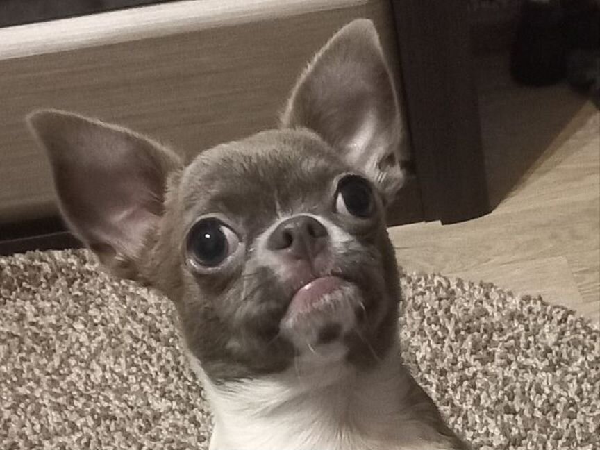 Щенки чихуахуа мини гладкошерстные мальчик