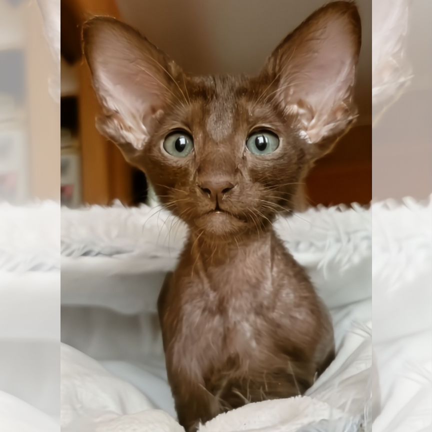 Ориентальный котёнок