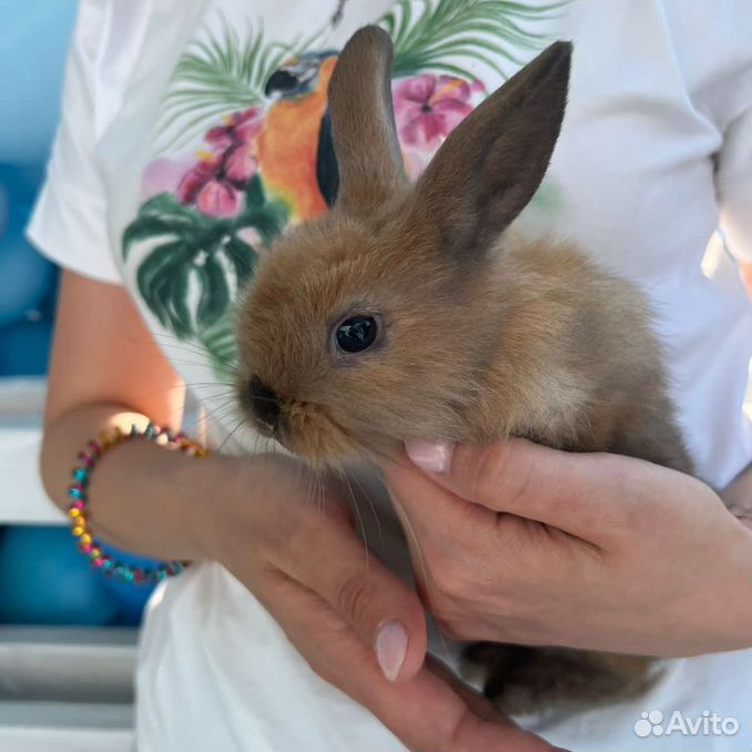 Ручной крольчонок Бисквит,2.5 месяца