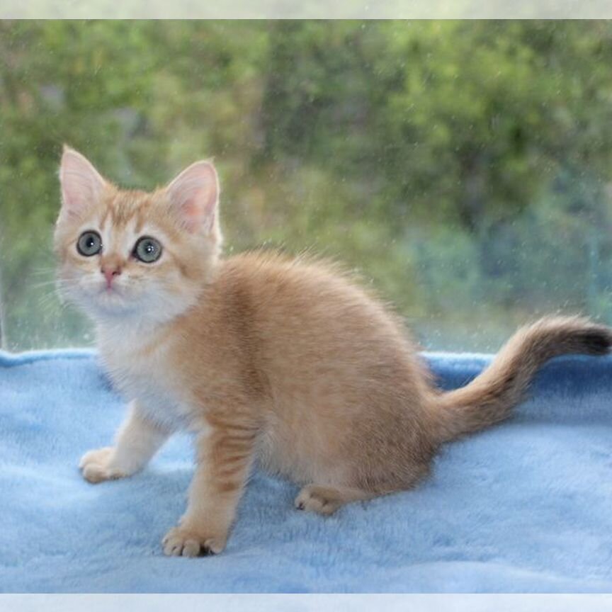 Шотландский прямоухий короткошёрстный котёнок