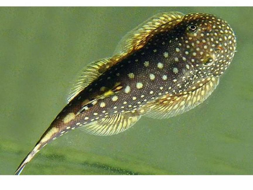 Скат аквариумный