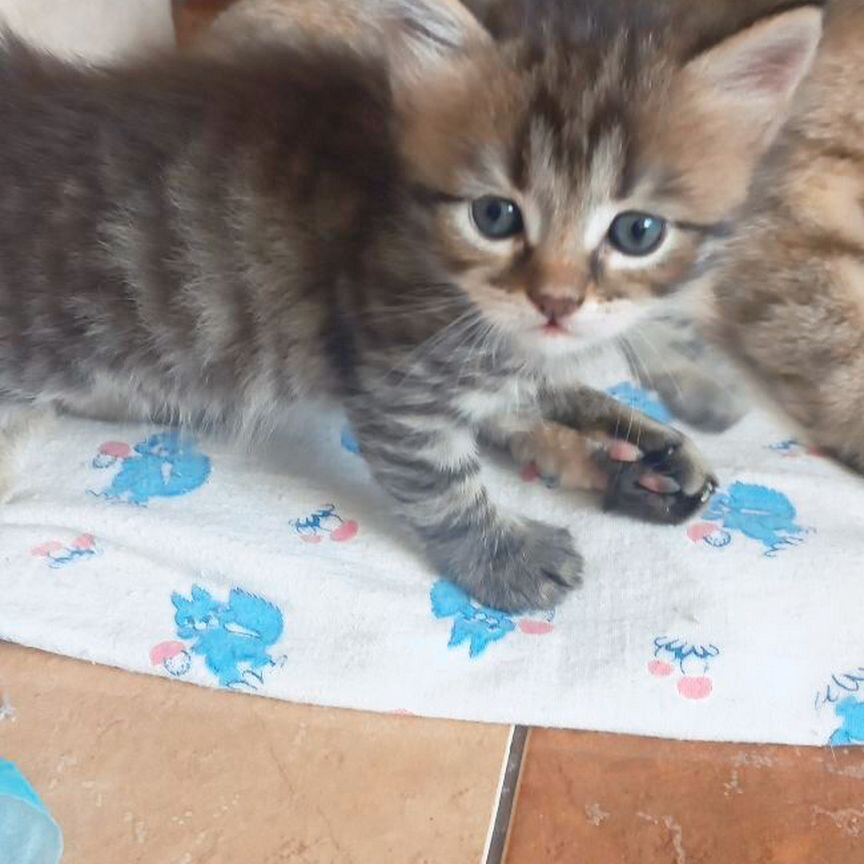 Котята