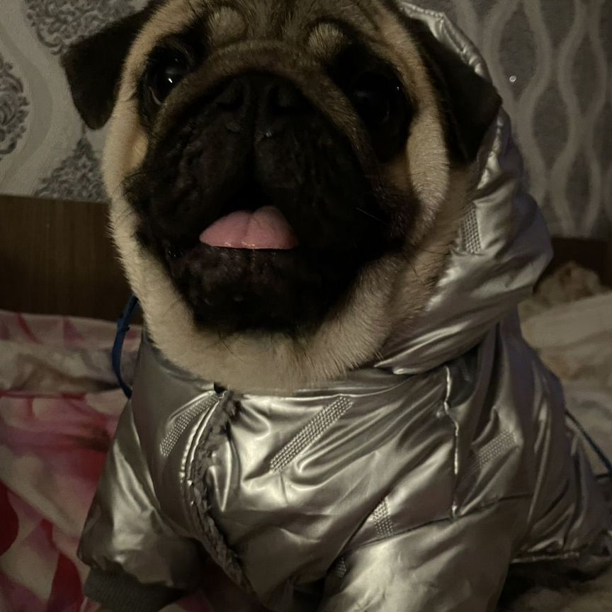 Мопсы продажа омск