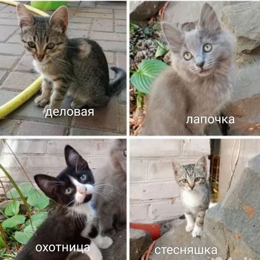 Sos Кошечки в добрые руки)