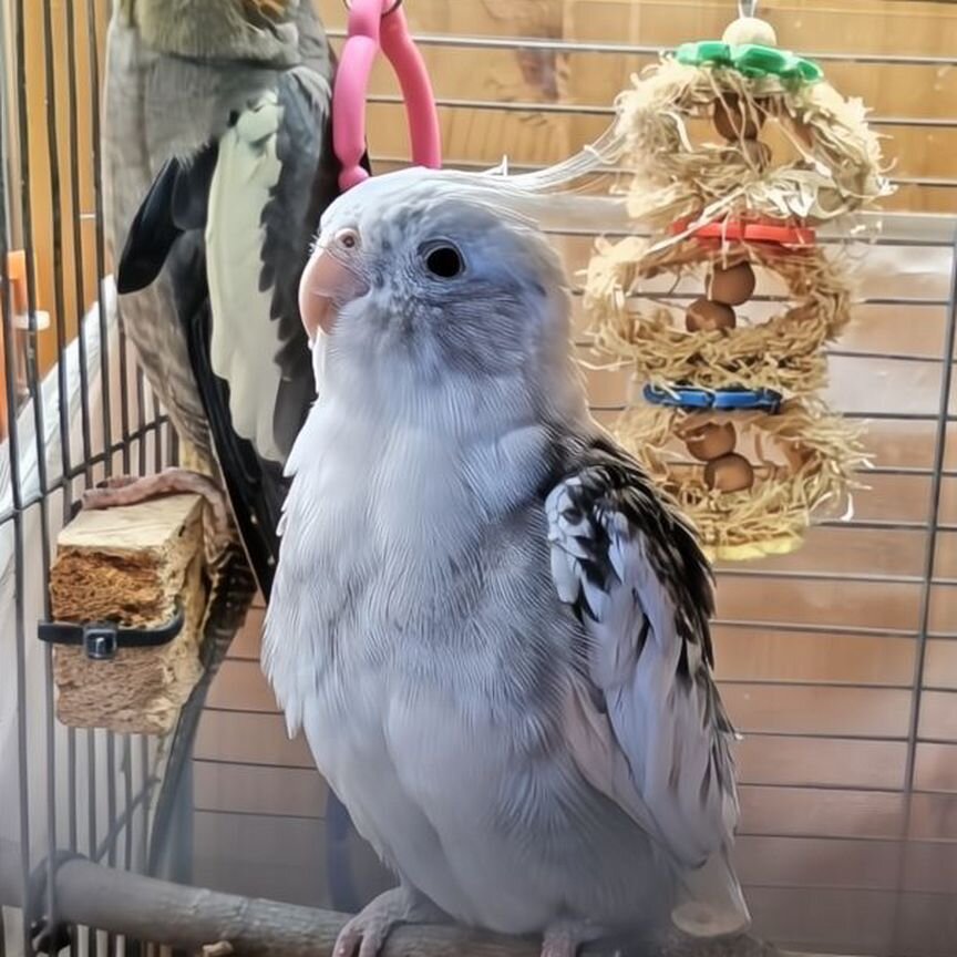 Попугаи корелла пара и ещё одна девочка