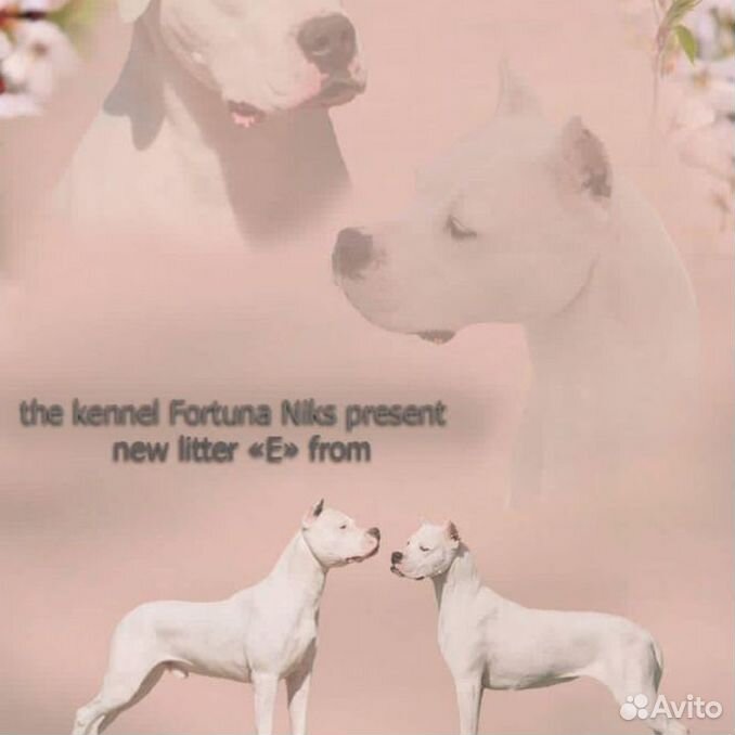 Аргентинский дог щенки