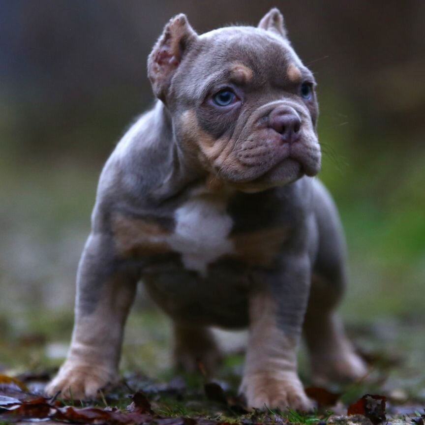 Милейшая малышка Булли