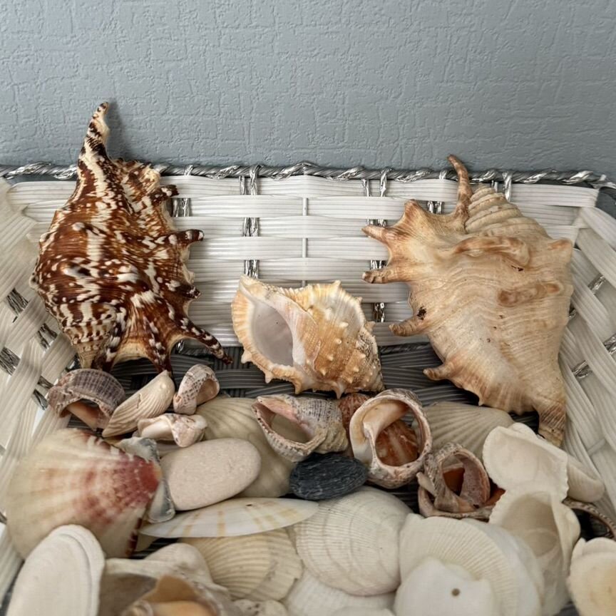 Ракушки для аквариума пакетом (59 шт)