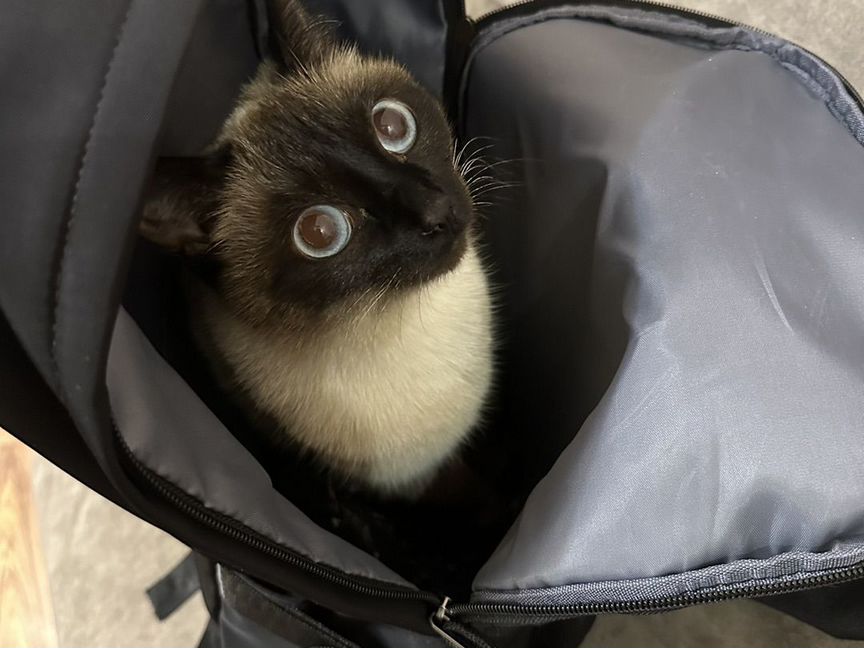 Тайская кошечка в добрые руки