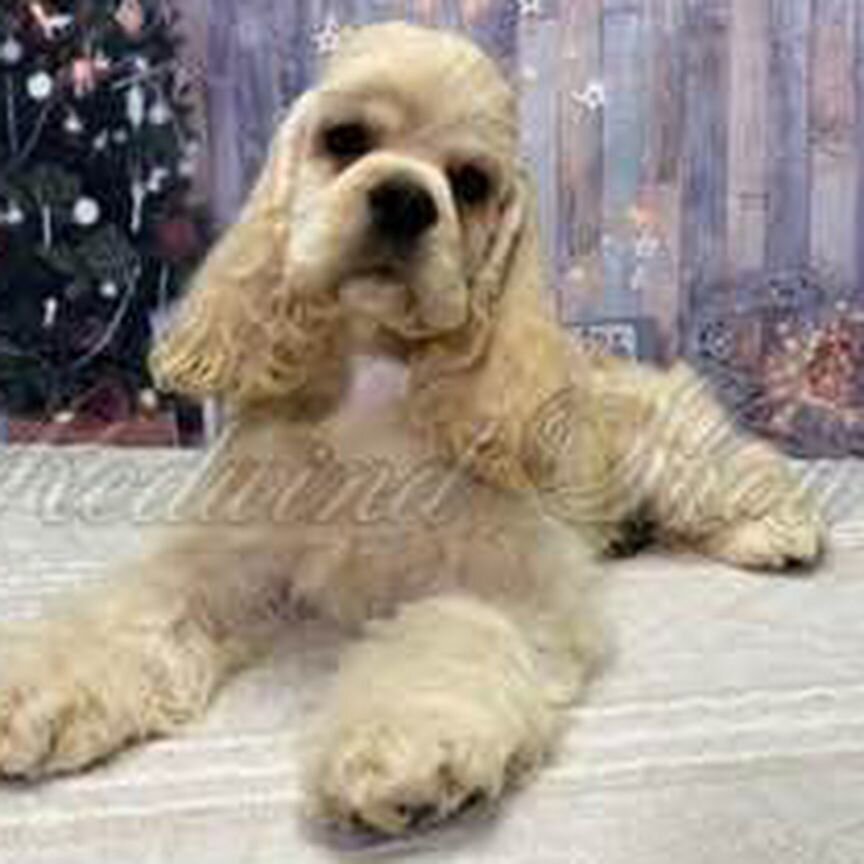 Американский кокер-спаниель, щенок