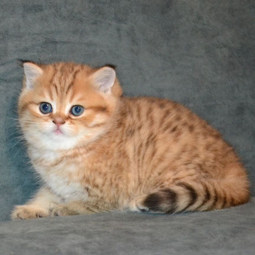 Шотландский прямоухий короткошёрстный котёнок