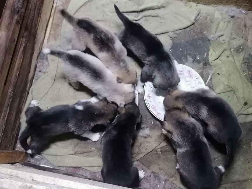 Щенки сибирской хаски