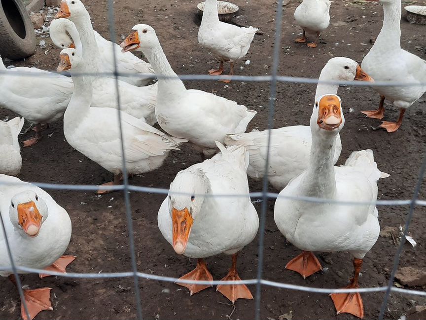 Домашние гуси