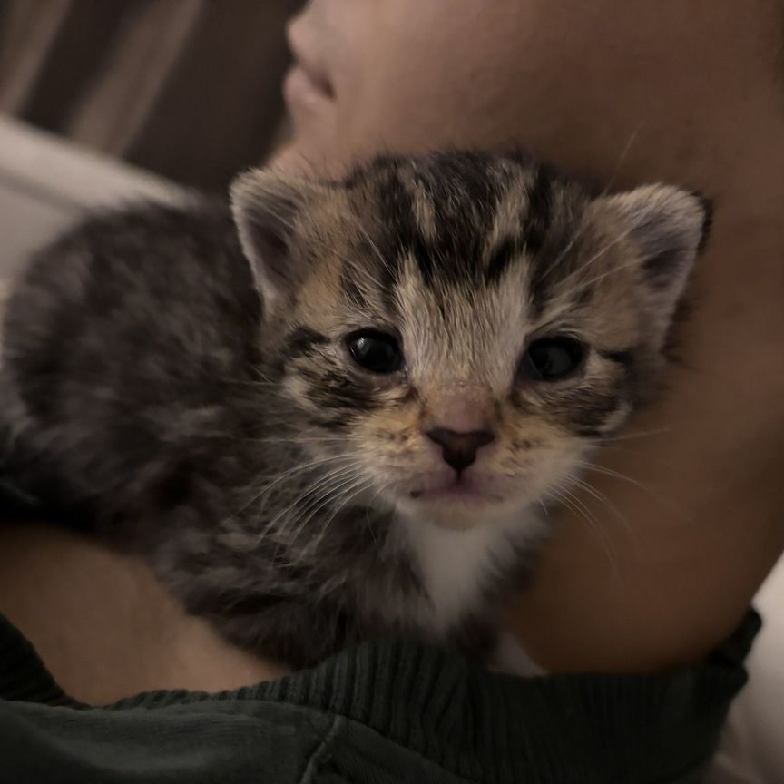 Малютка котёнок