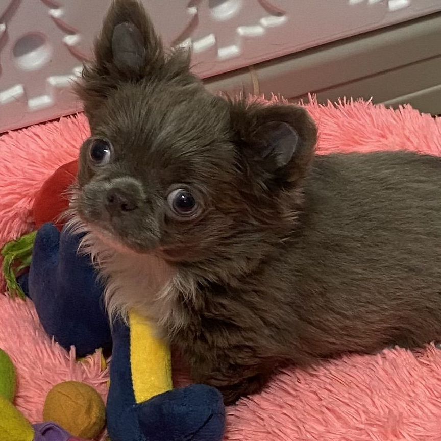 Чихуахуа щеночки в любимцы