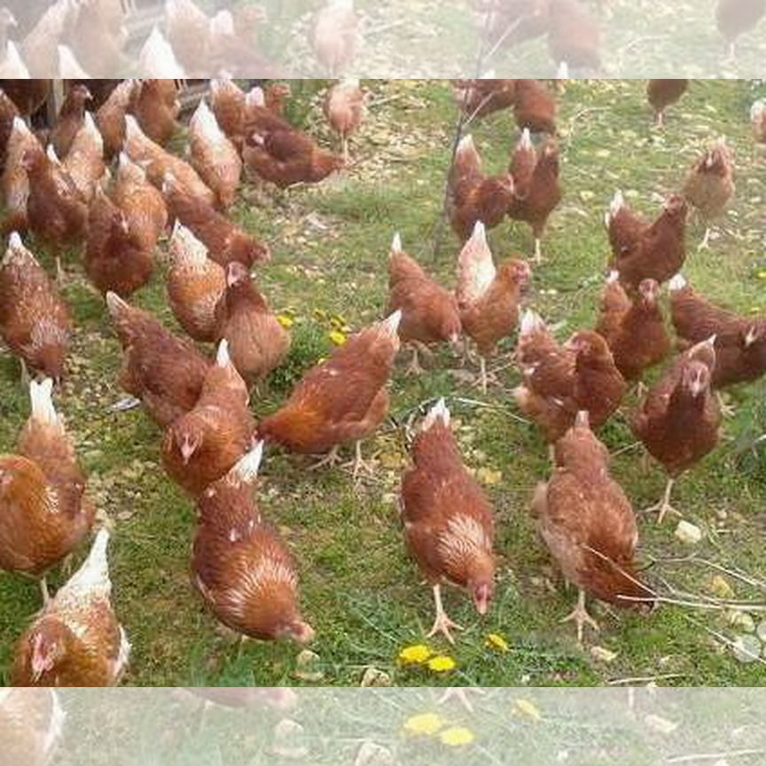 Куры Несушки с доставкой Коричневые