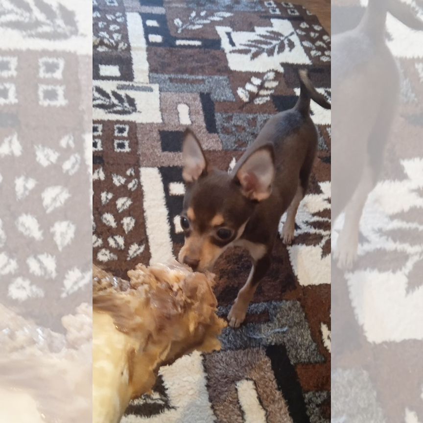 Русский той-терьер, взрослый пёс