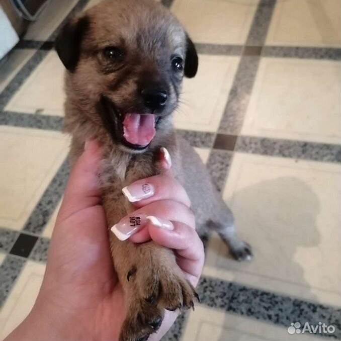 Щеночек балонка бесплатно в добрые руки